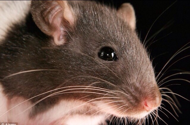 Pesawat Air India Lakukan Pendaratan Cemas Gara-Gara Tikus | Wanista.com